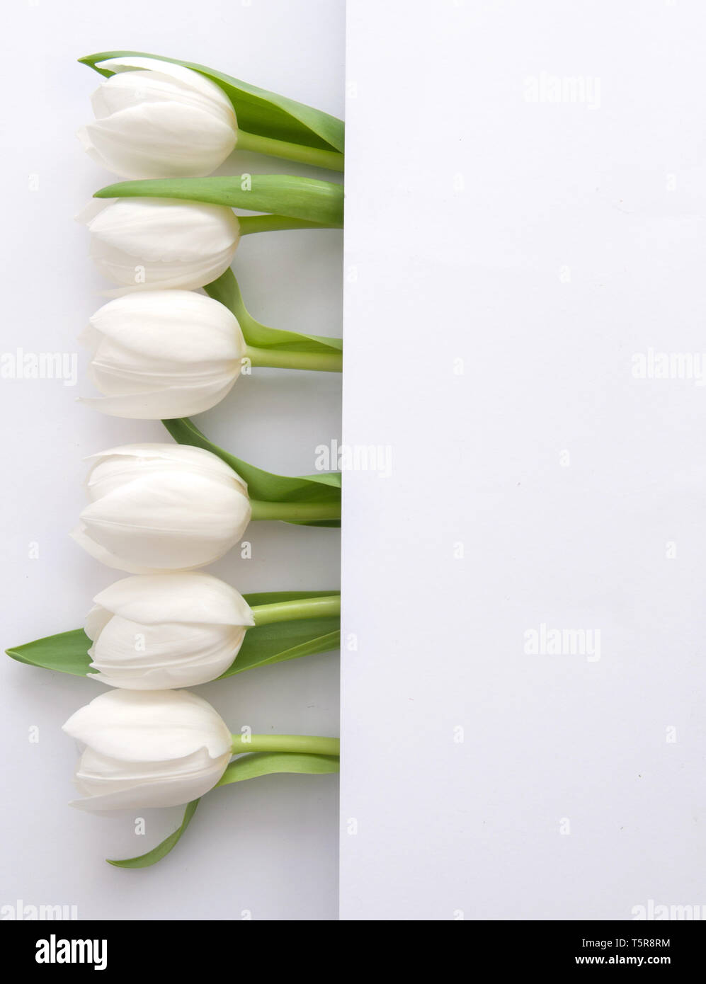 White tulips inside a fold of paper with space for text Stock Photo - Alamy
