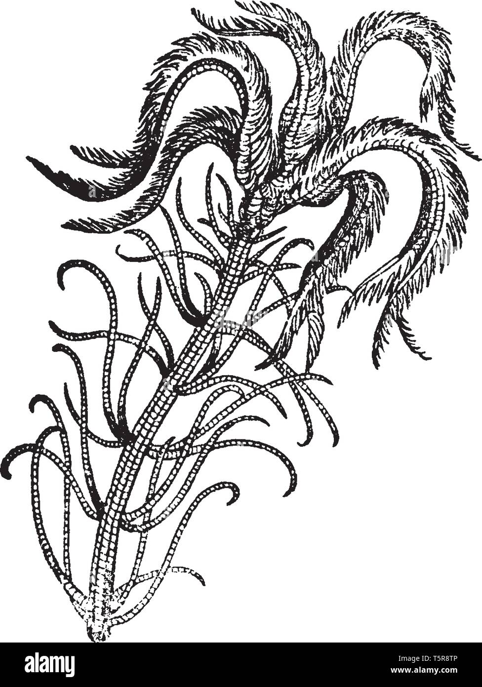 Black and white crinoids hi-res stock photography and images - Alamy