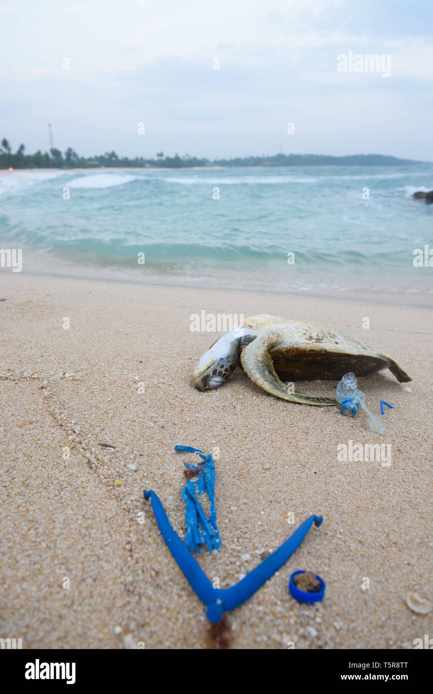 Turtle plastic hi-res stock photography and images - Alamy