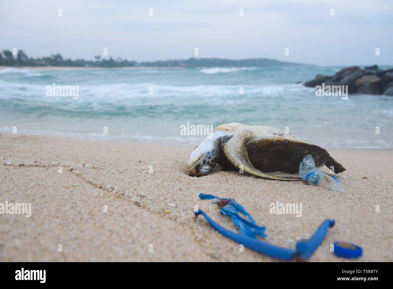 Dead sea turtle on the sand beach among ocean plastic waste Stock Photo ...