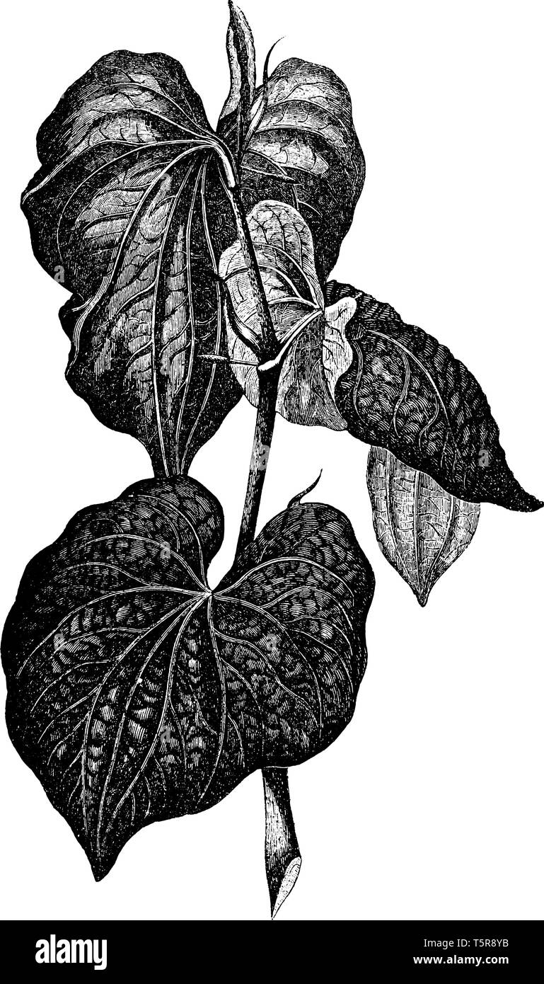 Kava is a harvest from the pepper family, vintage line drawing or ...