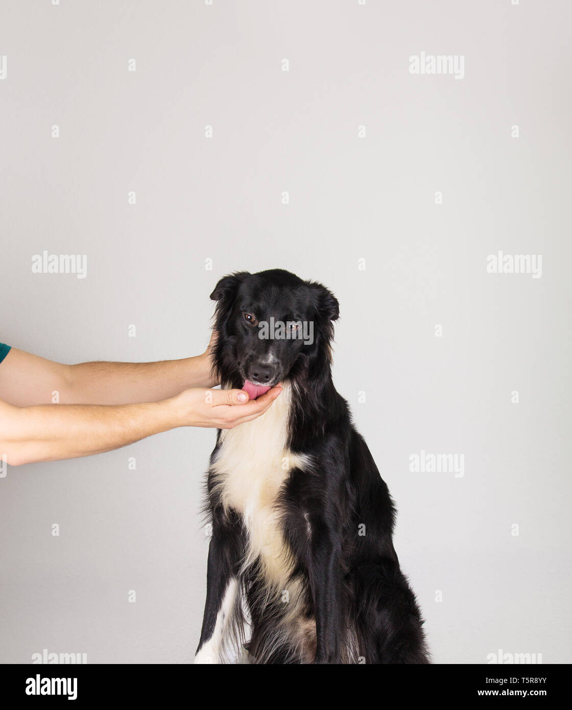 Obedient well trained Border Collie eating from his master hands. Young ...