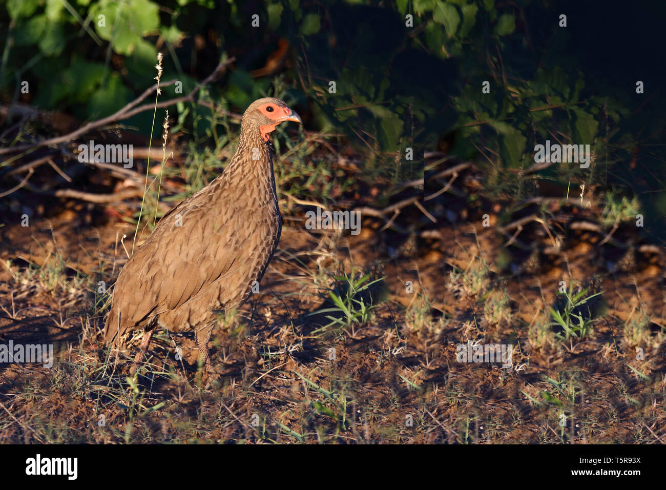 Swainsons Francolins Stock Photos & Swainsons Francolins Stock Images ...