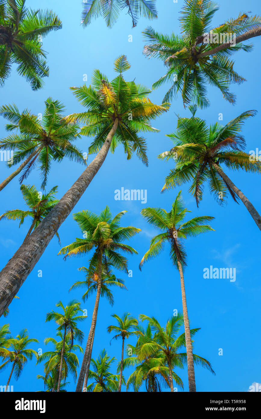Tropical coconut palm trees lush green crowns perspective view Stock ...