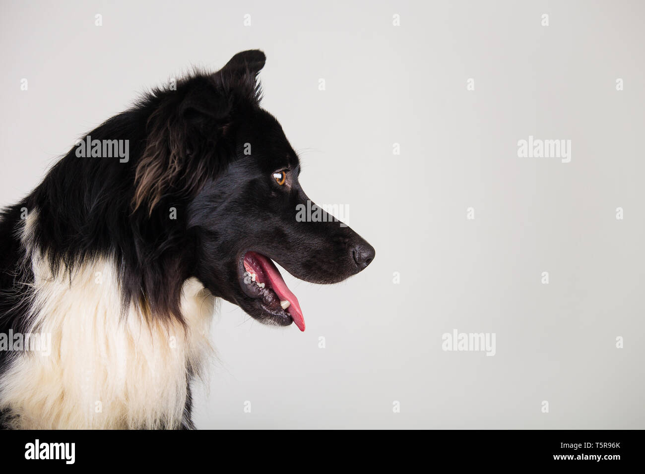 Side view close up portrait of a adorable purebred Border Collie dog ...