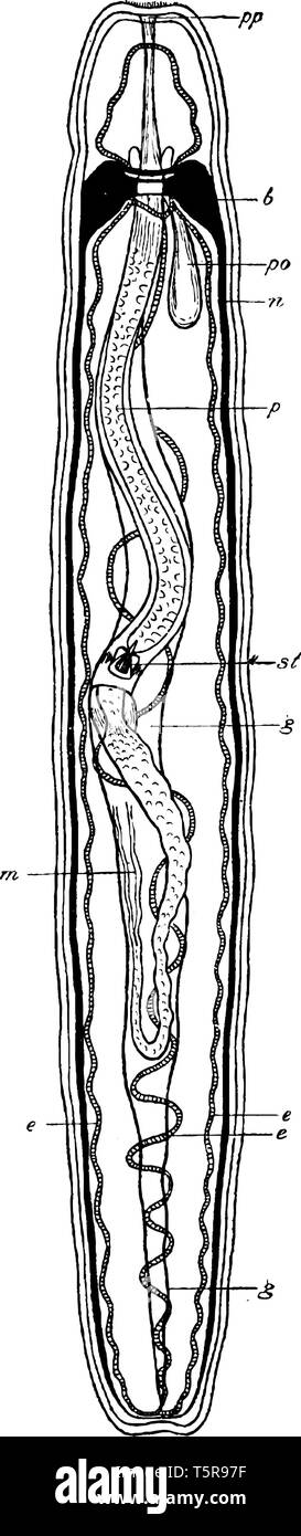 Ribbon worms Stock Vector Images - Alamy