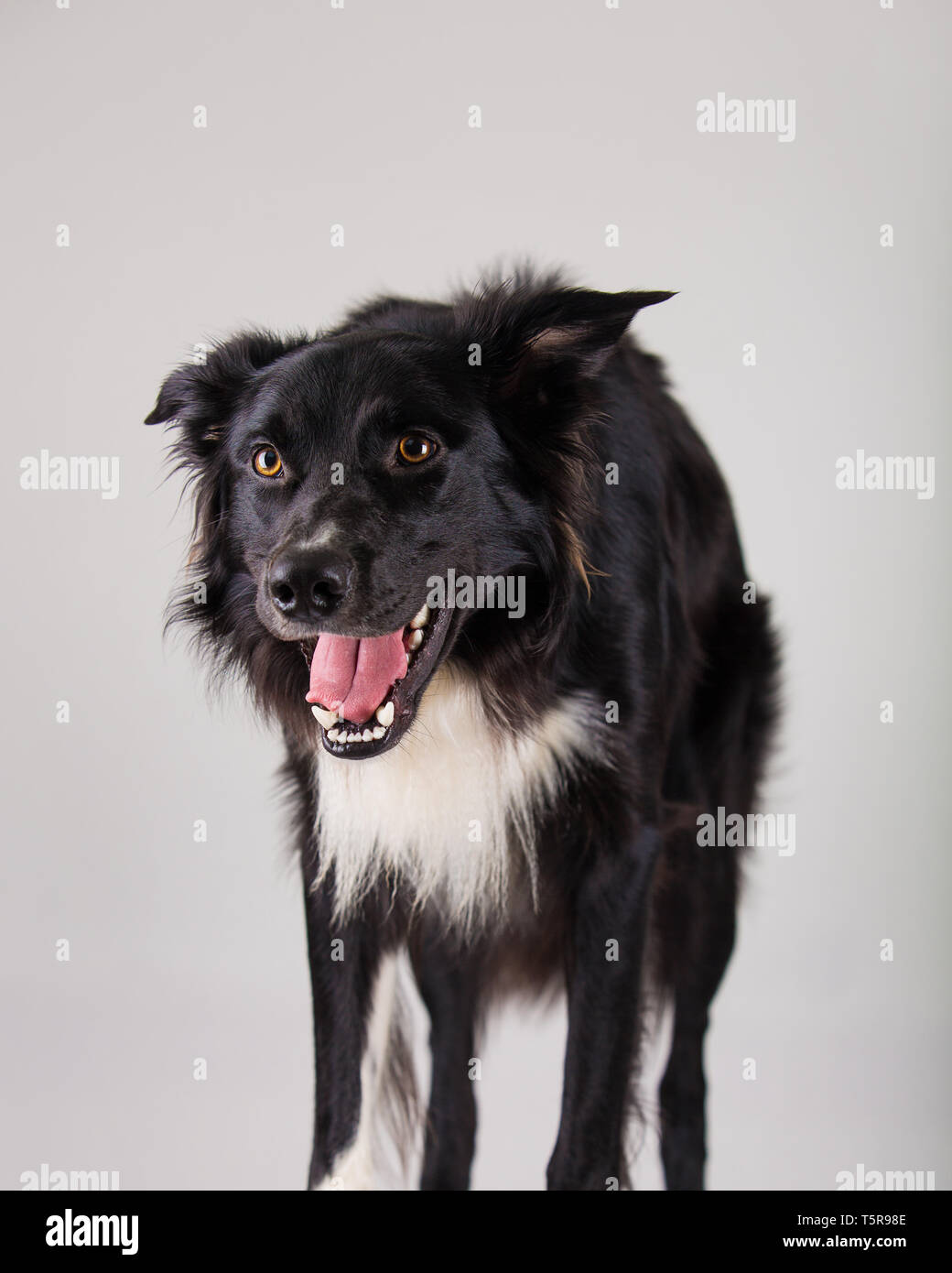 Why Do Border Collies Stare