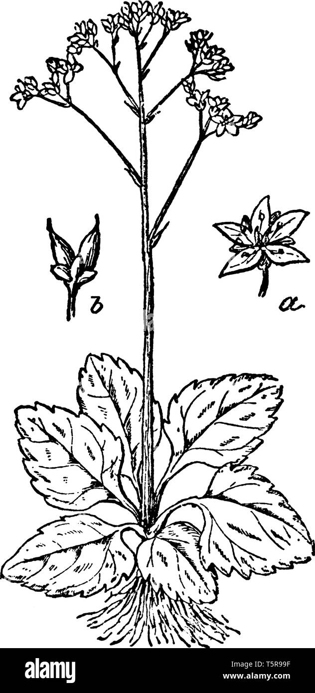 North america stage Black and White Stock Photos & Images - Alamy