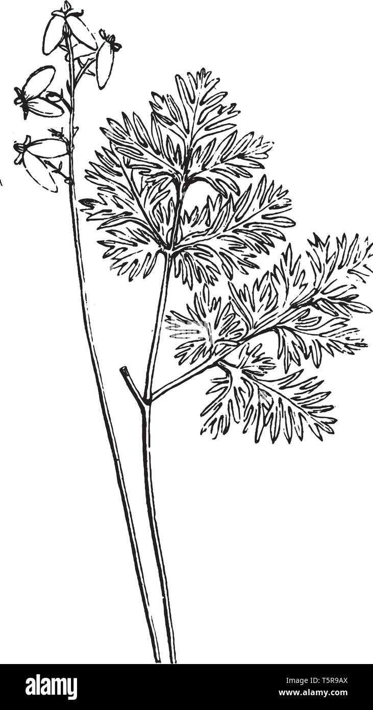 The size of the leaves is finely and dense and flowers have two sepals ...