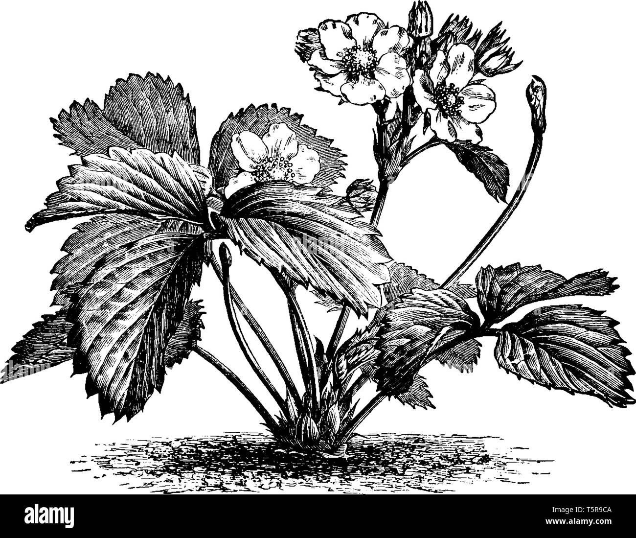 Strawberry Flower Drawing