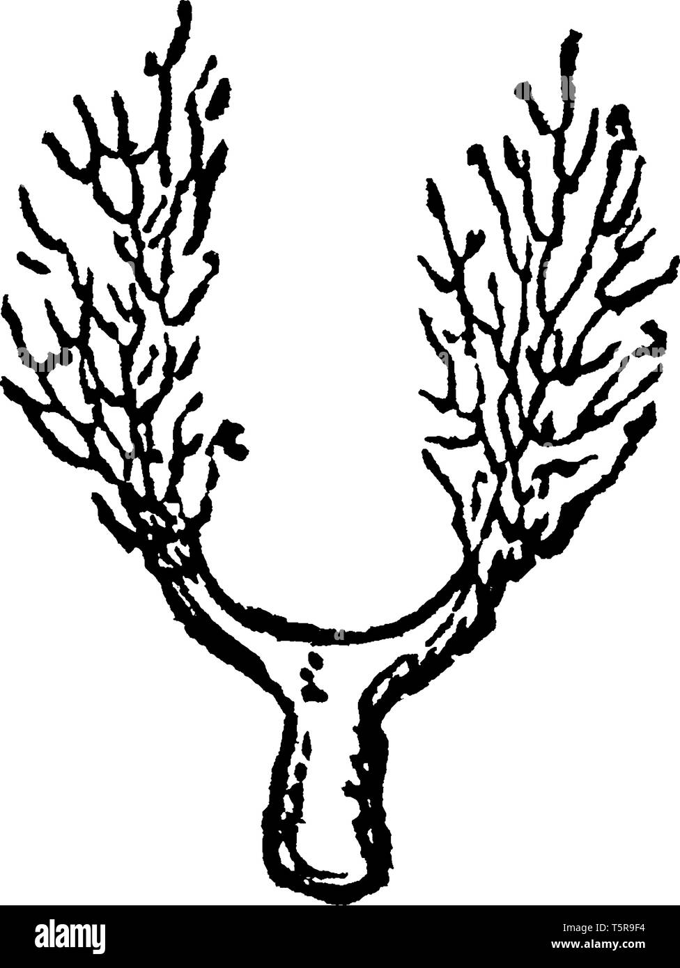 Short side branches Stock Vector Images - Alamy