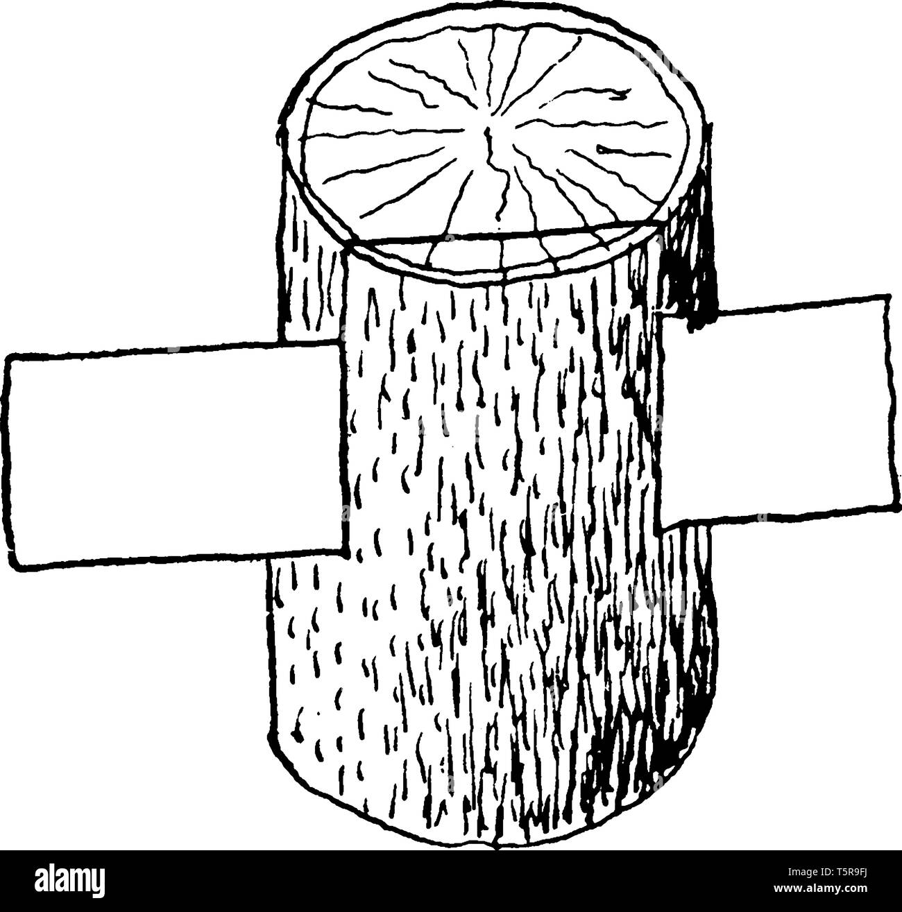Longitudinal cut Stock Vector Images - Alamy