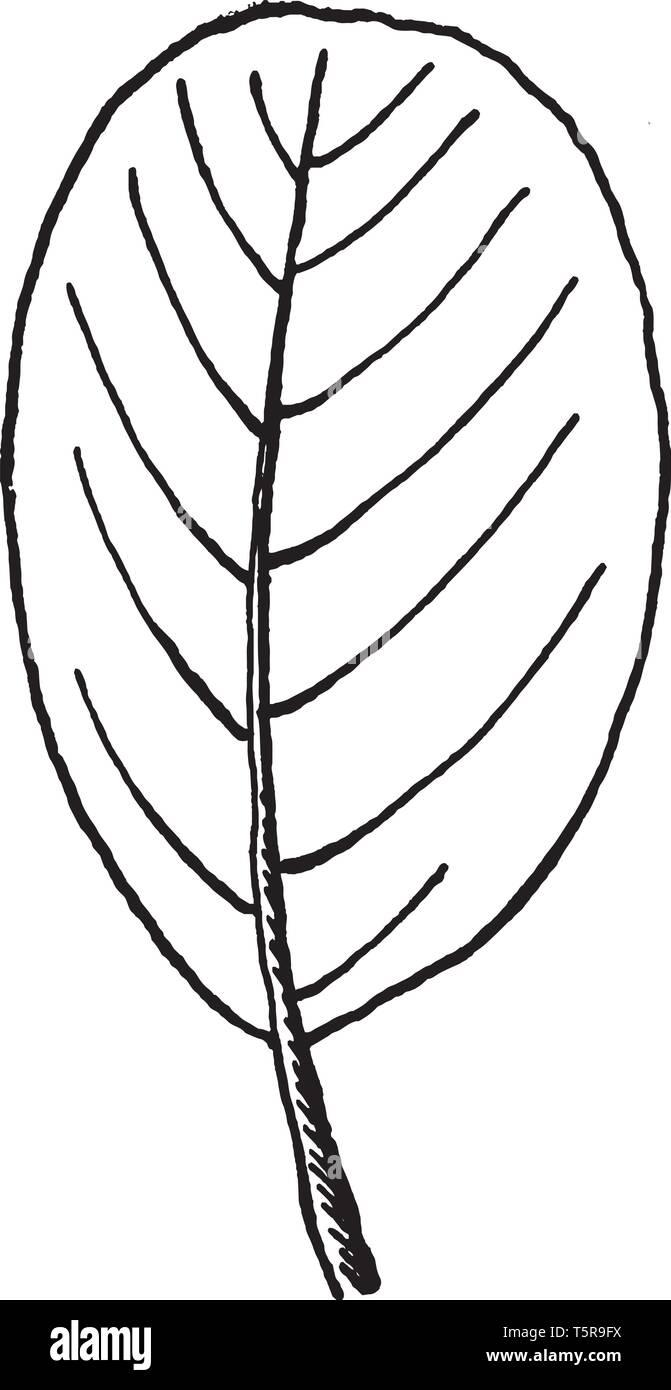 The leaf is rounded to ovate roundish. The leaf do not have any peak ...