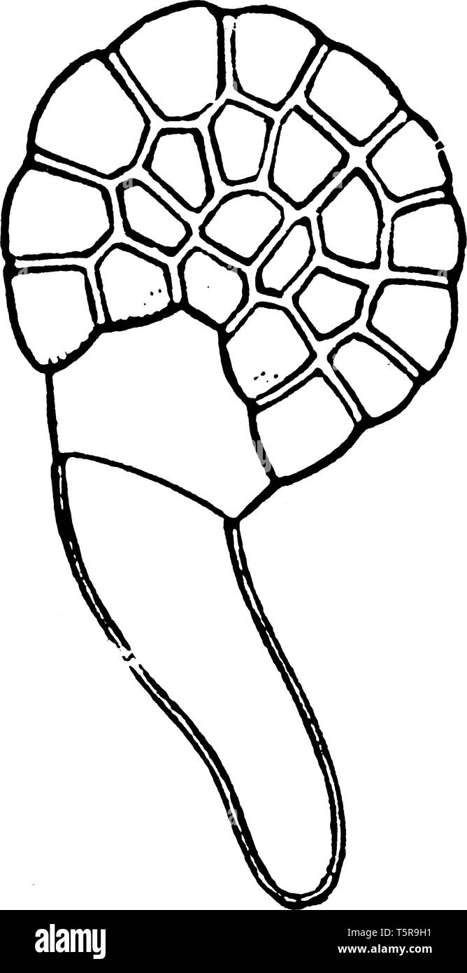 The common polypody fern is also known as the "rock cap fern. Ferns are ...