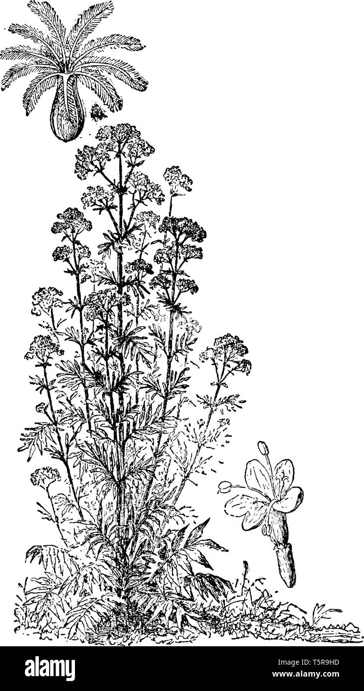 This is perennial flowering plant, and it is used for medical herb in ...