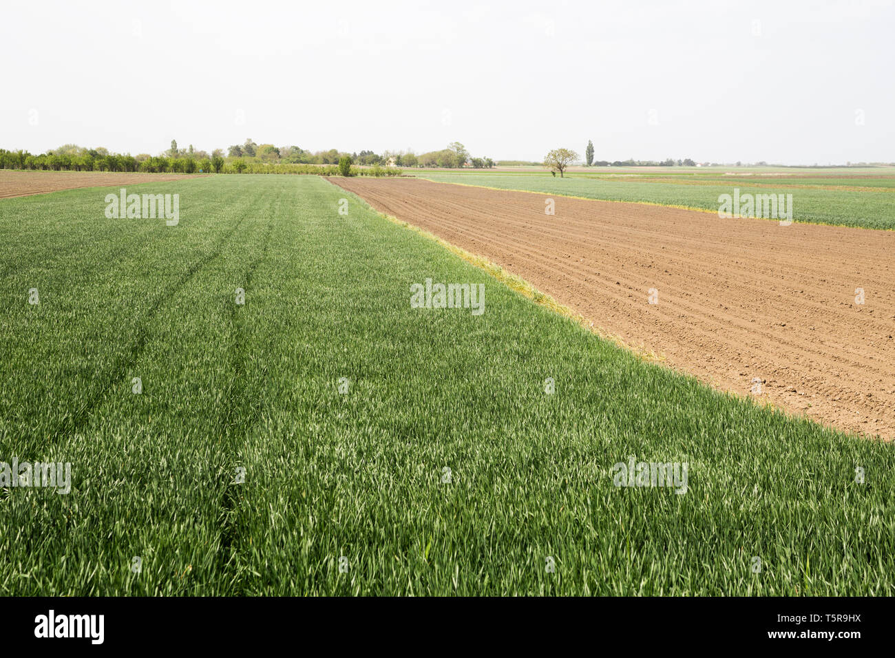 Wheat field in spring Stock Photo - Alamy
