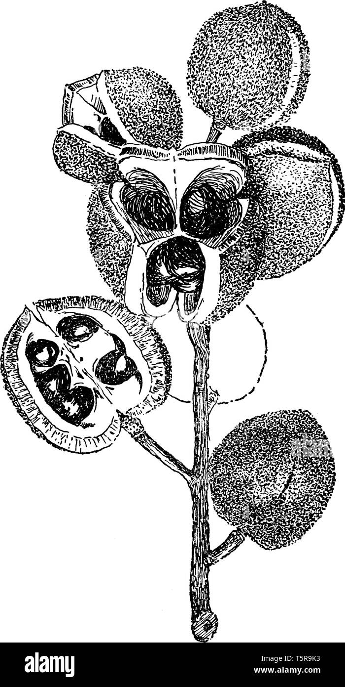 Fruits size Stock Vector Images - Alamy