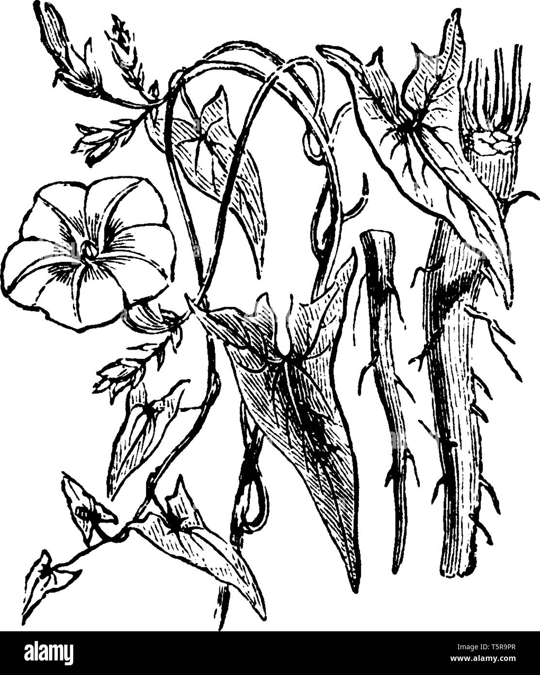 Arrow shaped leaves hi-res stock photography and images - Alamy