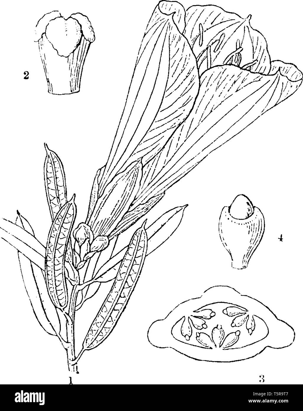 This picture is showing a Philesia and Copihue. This picture is showing ...
