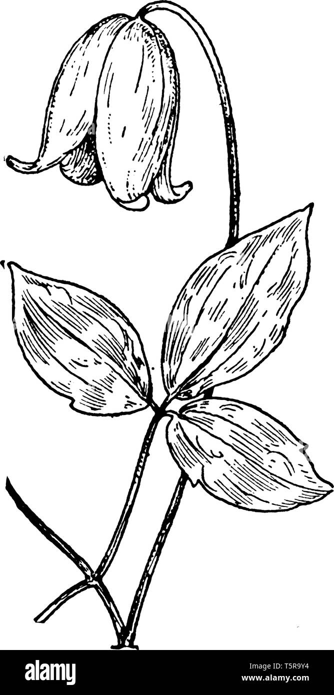 An illustration of flower and Leaf of Clematis Viorna. This is an ...