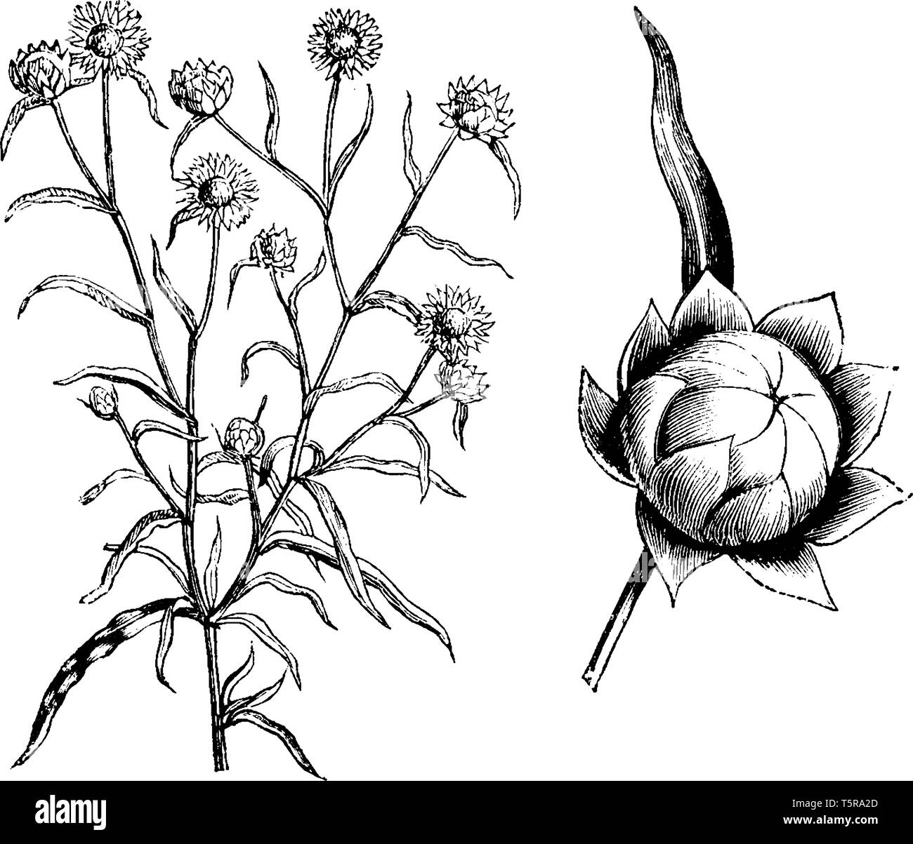 North head Stock Vector Images - Alamy