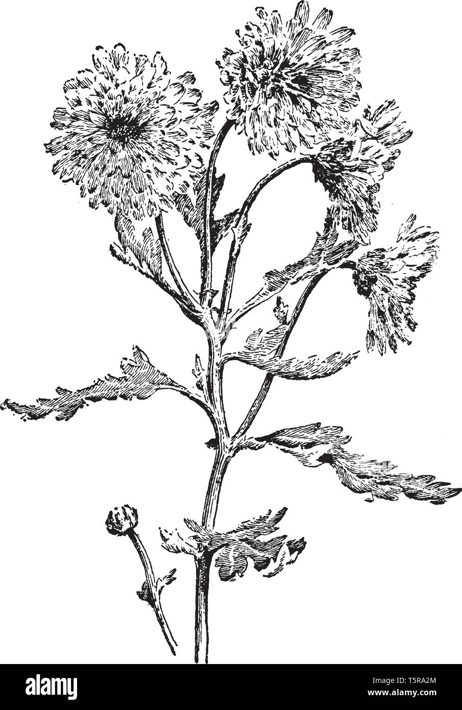 Pompon is a chrysanthemum with small rounded flower heads, vintage line ...