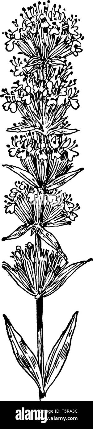 Lamiaceae (mint) drawing Black and White Stock Photos & Images - Alamy