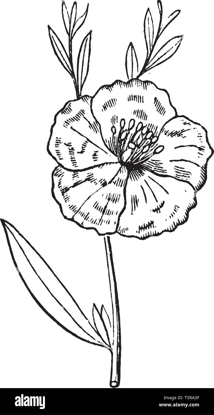 Single flower on stalk Stock Vector Images - Alamy
