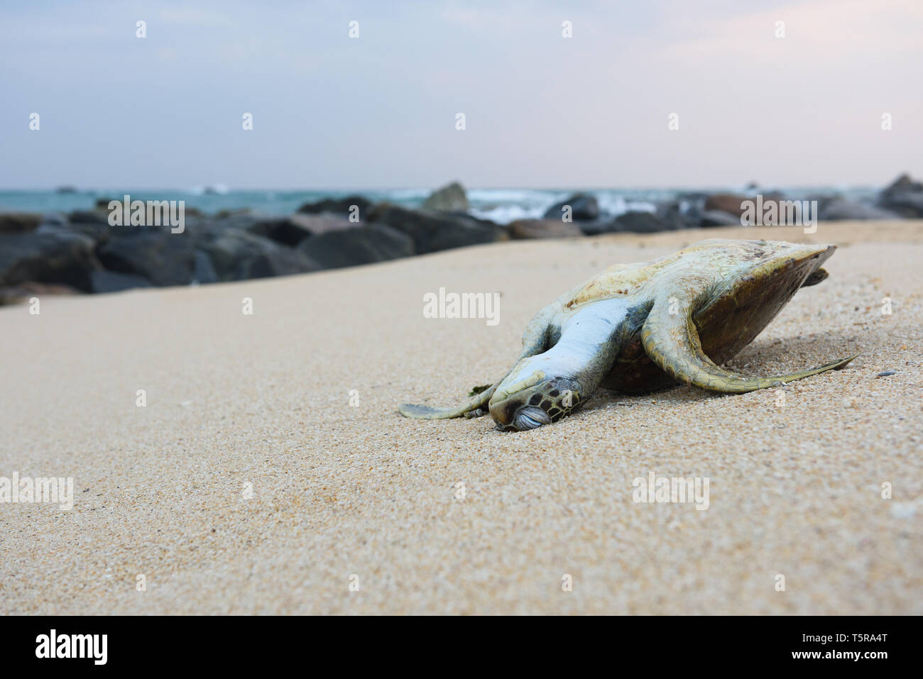 Dead turtle on the beach Stock Photo - Alamy