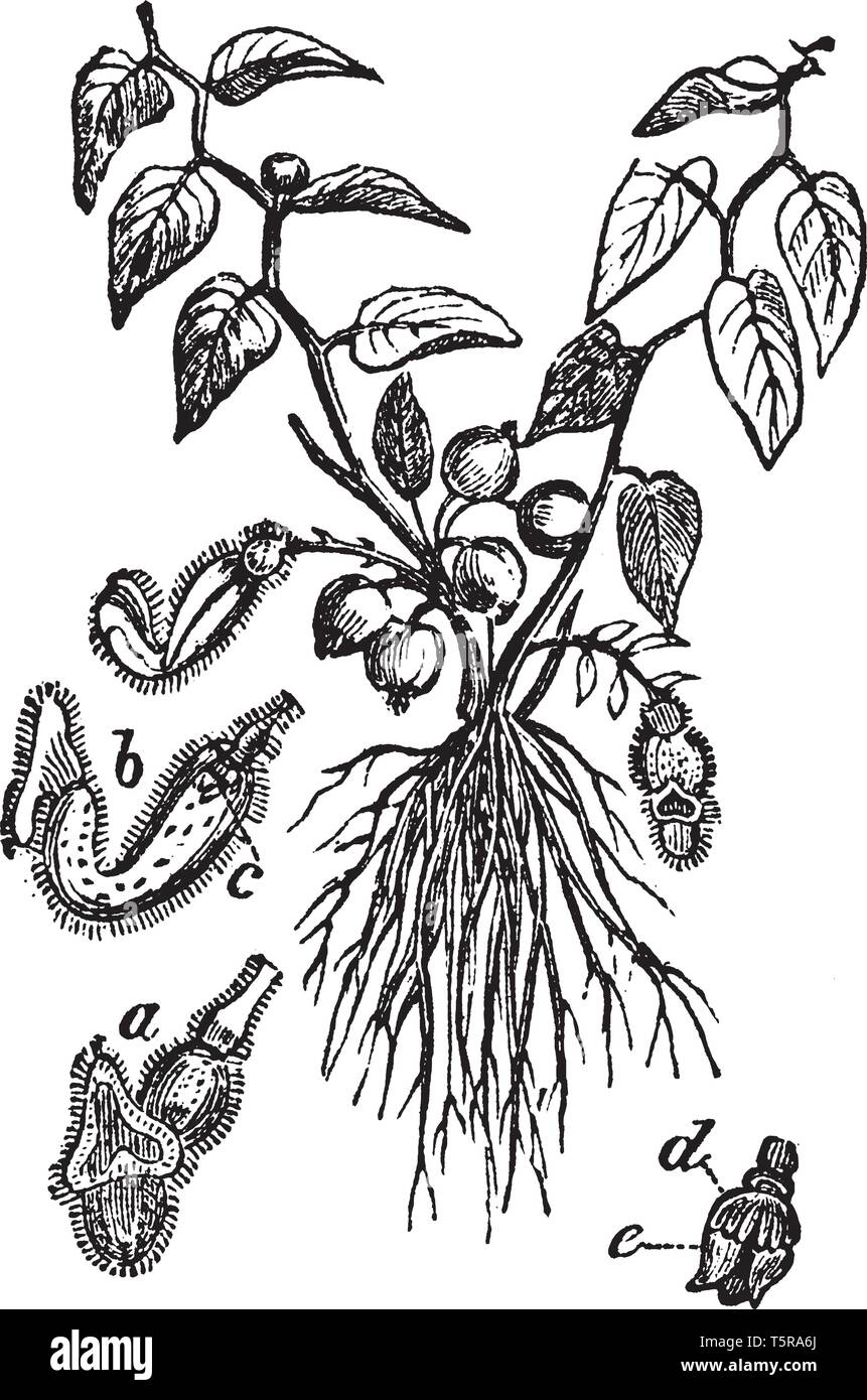 Herbaceous perennials or deciduous shrubs Cut Out Stock Images ...