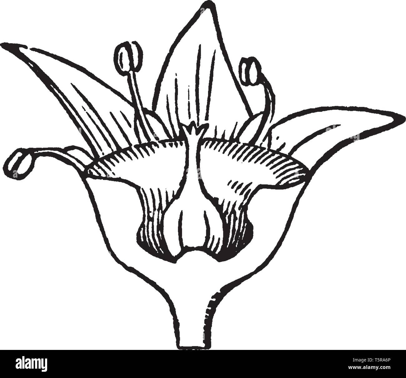 Vertical section of a flower Stock Vector Images - Alamy