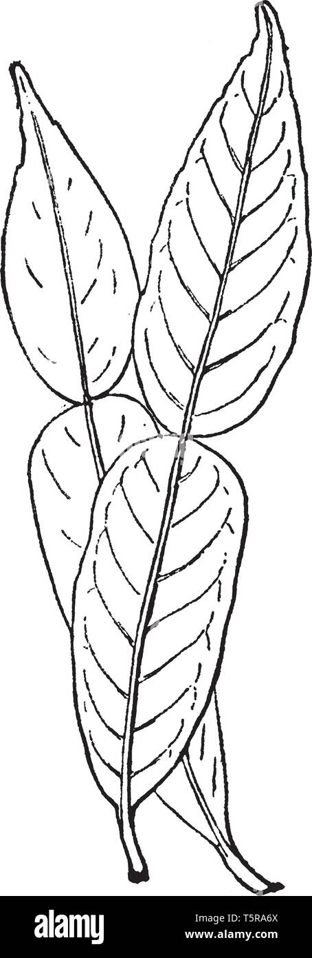 Yuzu plant Stock Vector Images - Alamy