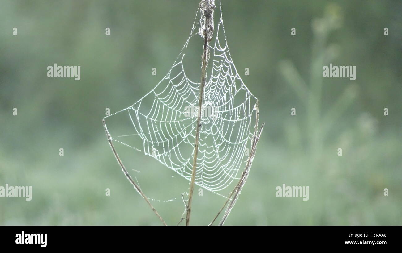 Most beautiful spiders hi-res stock photography and images - Alamy