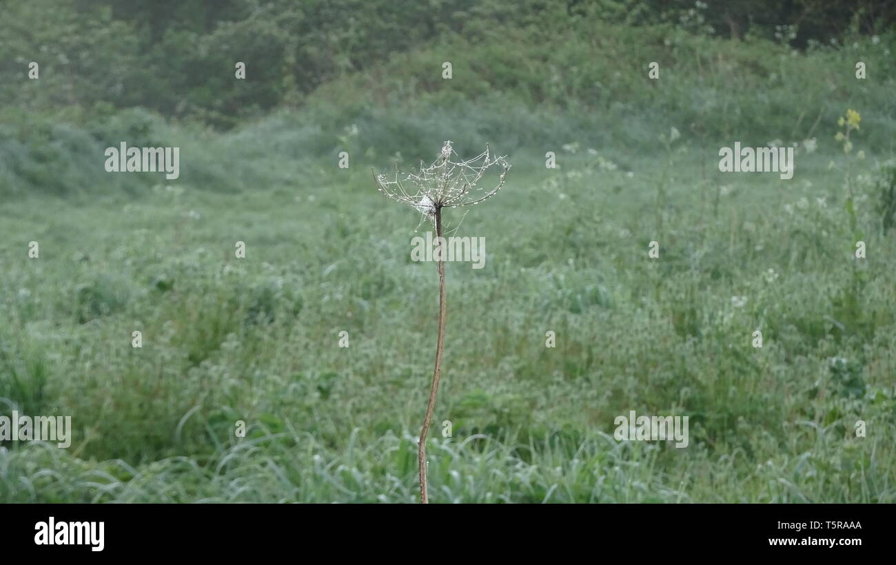 Spider webs on bushes hi-res stock photography and images - Alamy