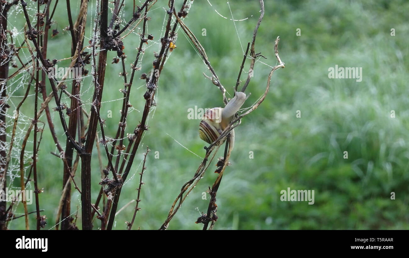 Most beautiful spiders hi-res stock photography and images - Alamy