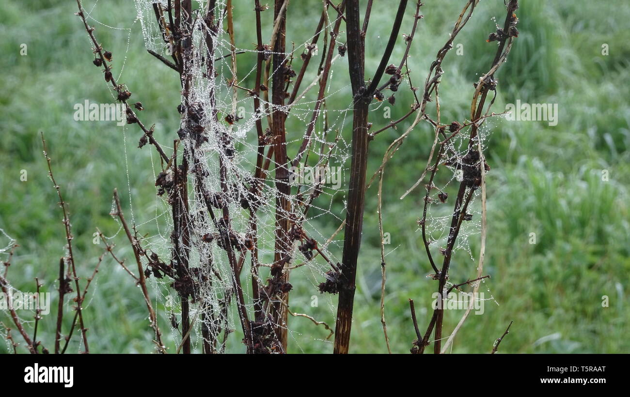 Spiders Webs with dew in spring. Taken in Bristol UK Stock Photo - Alamy