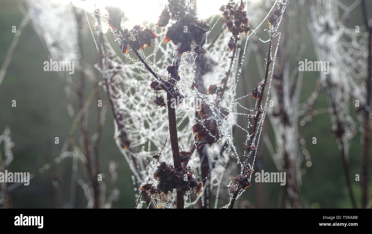 Spiders Webs with dew in spring. Taken in Bristol UK Stock Photo - Alamy