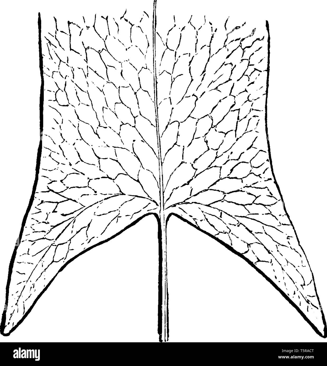 Illustration of an arrow-fronded fern with blackish, long leaf, vintage ...