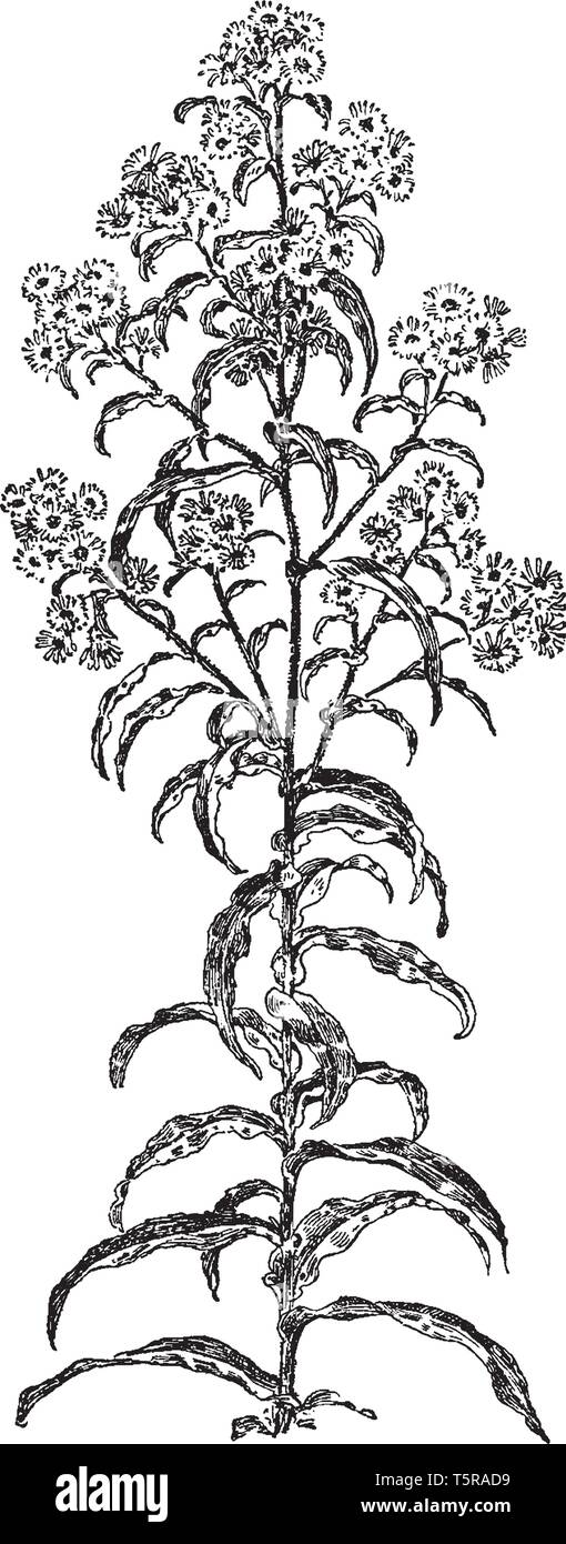 Long lance shaped leaves Stock Vector Images - Alamy