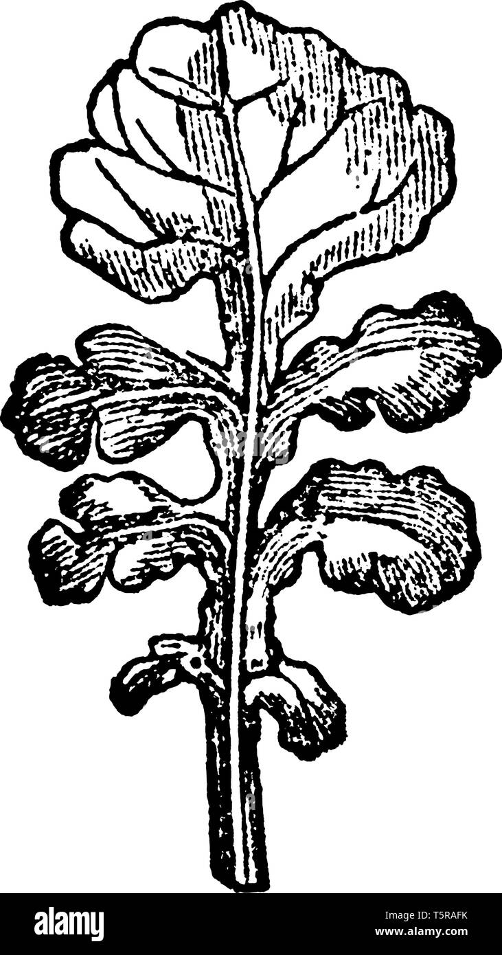 This is a image of Lyrate Leaf lobes. In each lobes in largest among ...