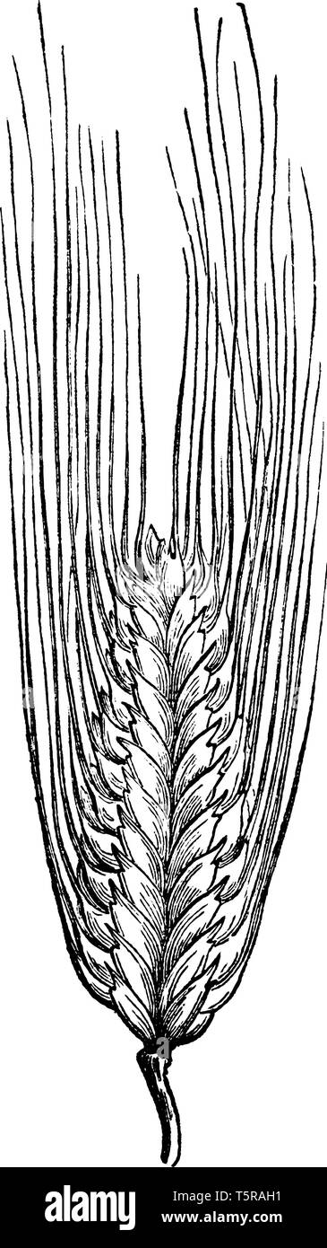 Seed bunch Black and White Stock Photos & Images - Alamy