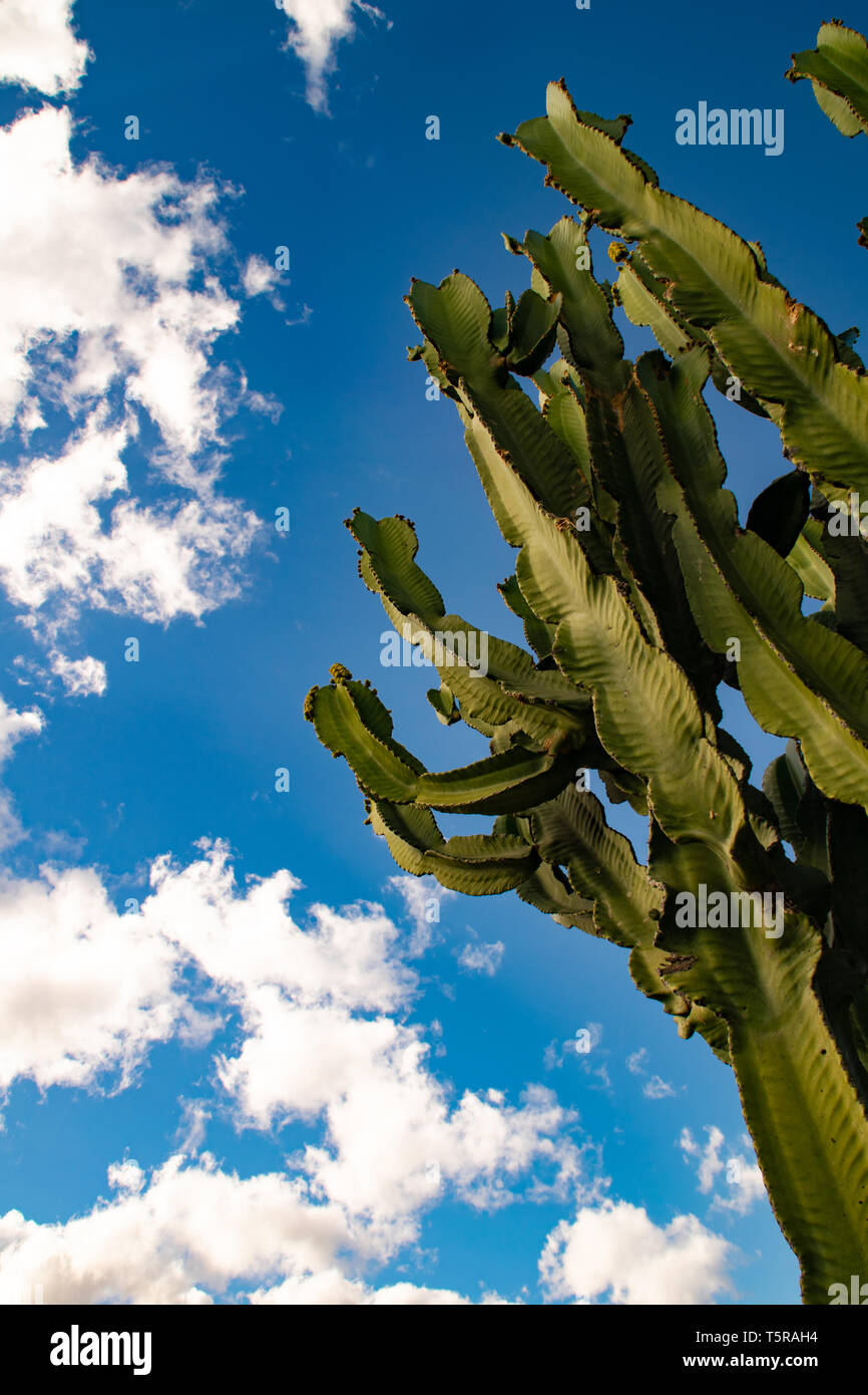 Cactus in the sky. A view of a cactus from the bottom. This picture was ...
