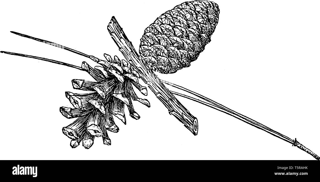 This picture is showing a branch cone of Red Pine tree & its also known ...