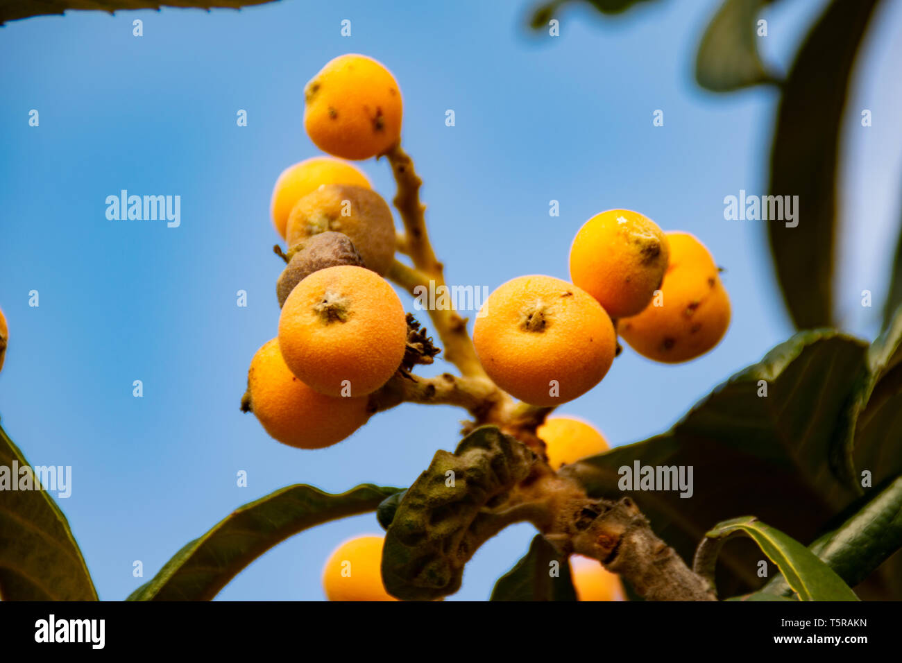 Nisperos, the gold fruit of the Canary Islands. This yellow to orange ...