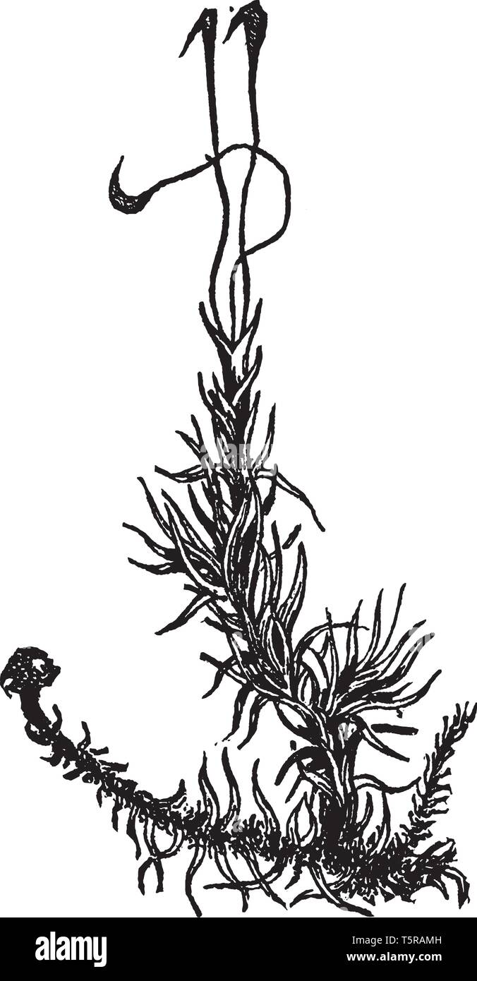 This is a picture of Dicarnum and it is genus of mosses. These mosses ...