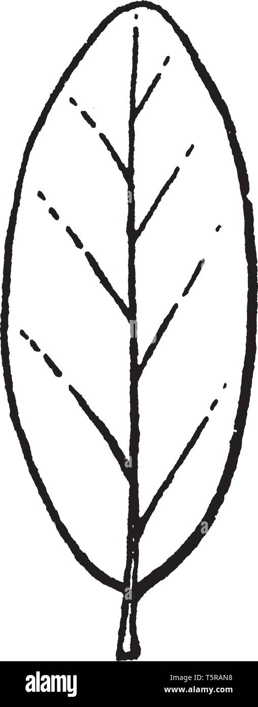 In this frame there is elliptic leaf. This leaf is look like egg-shape ...