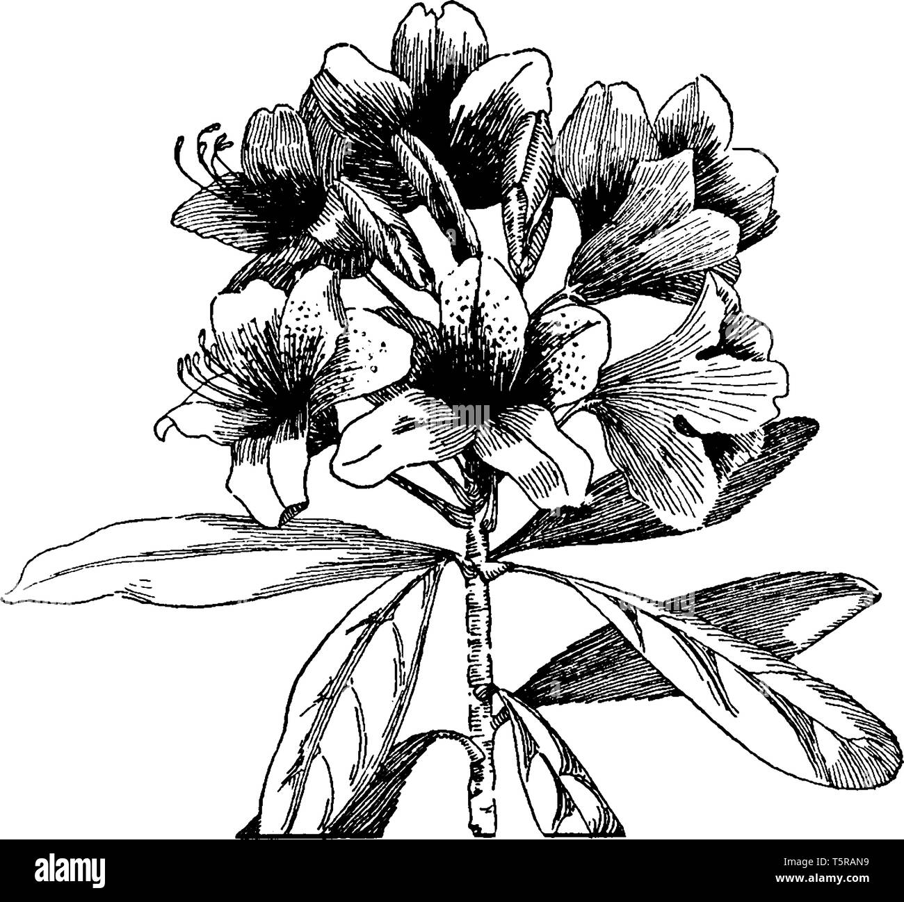 This pictures showing a rhododendron. The stems are thick and rounded ...