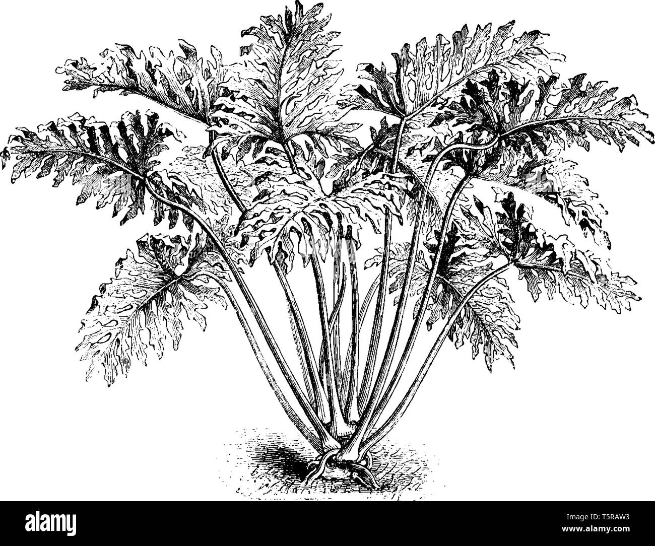 This picture is showing Philodendron Selloum plant. It's large and long ...