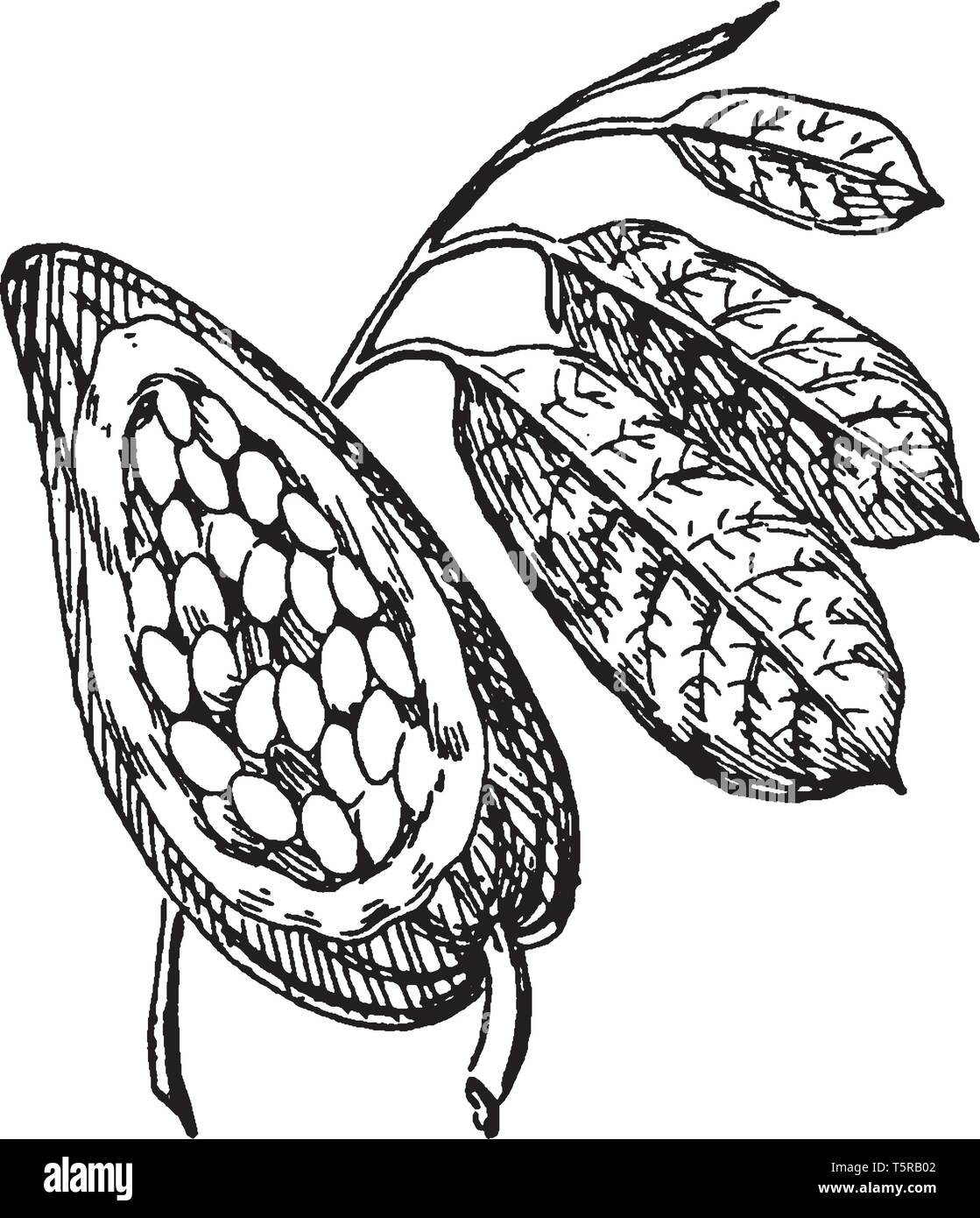 The cocoa also called cacao bean, Cocoa is the seed of the cacao tree ...