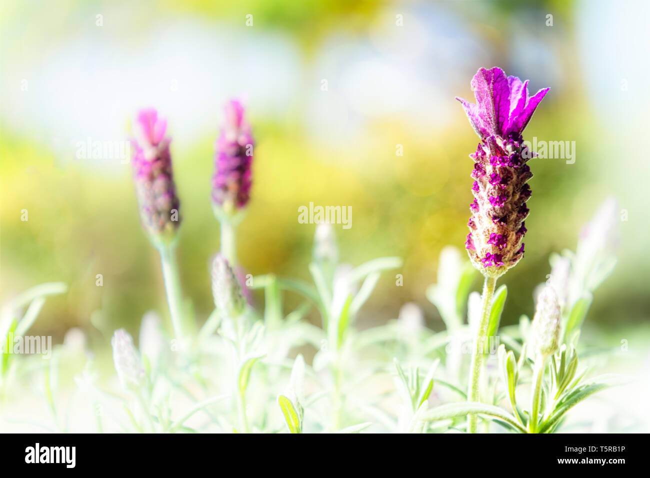 Romantic lavender wallpaper hi-res stock photography and images - Alamy